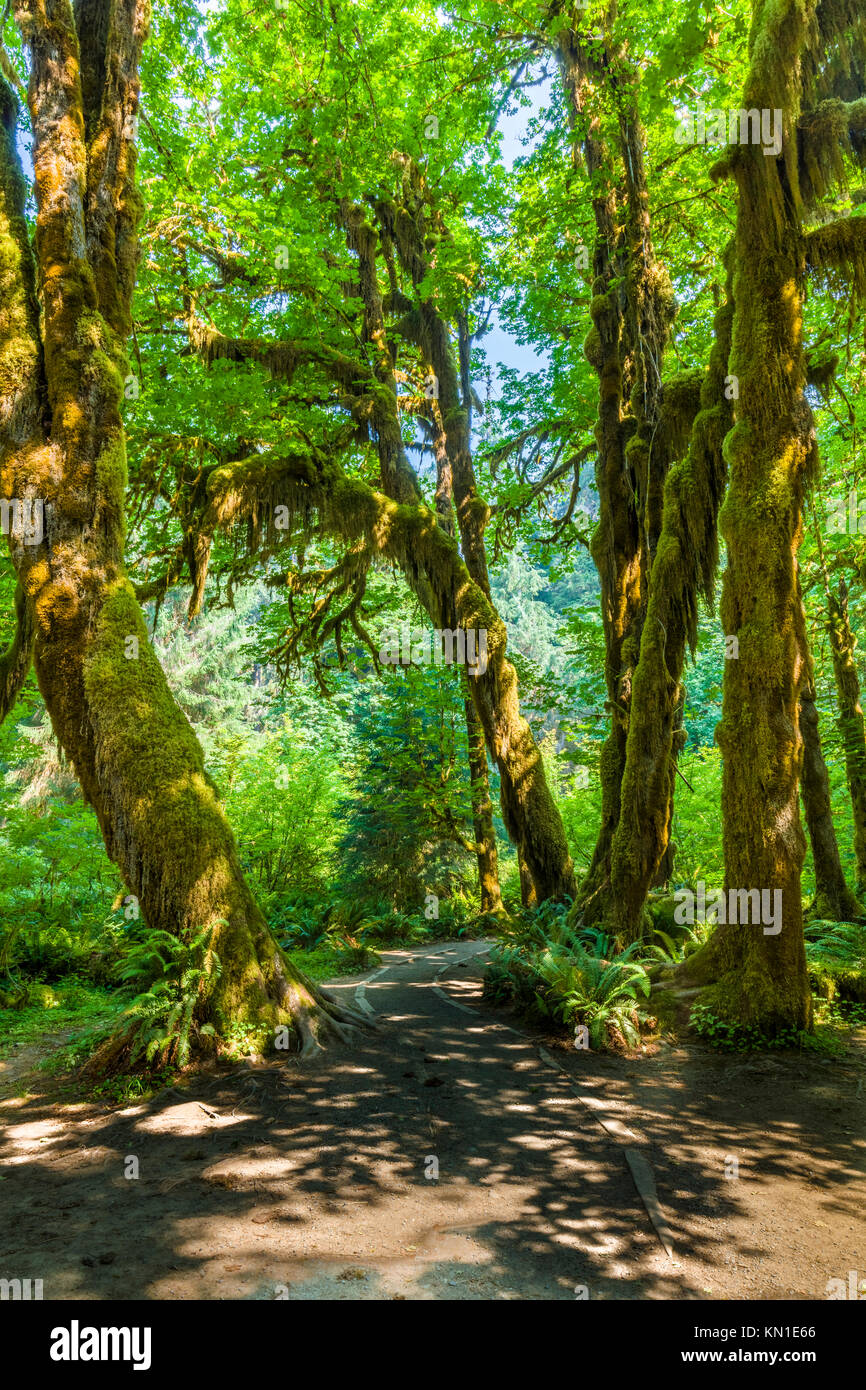 Hall of Mosses Trail in the Hoh Rain Forest iin Olypmic National Park ...