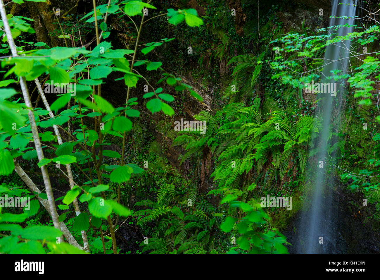 Ferns, Lamiña waterfall, Lamiña, Saja Besaya Natural Park, Cantabria ...