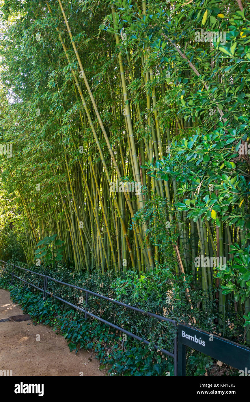 Bamboo thickets hi-res stock photography and images - Alamy