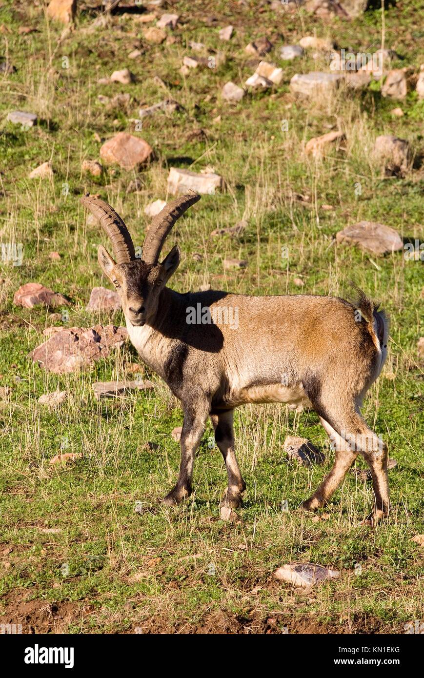 Spanish Wild Goats Stock Photos & Spanish Wild Goats Stock Images - Alamy