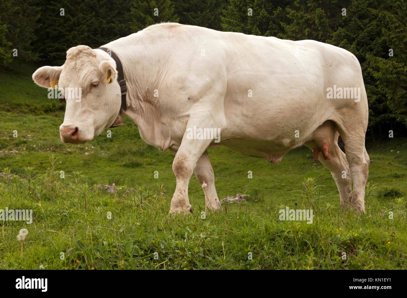 Cow farming meat milk hi-res stock photography and images - Alamy