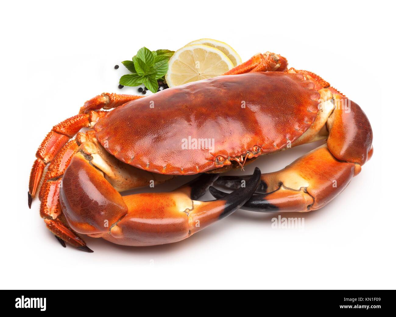 Cancer pagurus edible crab Cut Out Stock Images & Pictures - Alamy