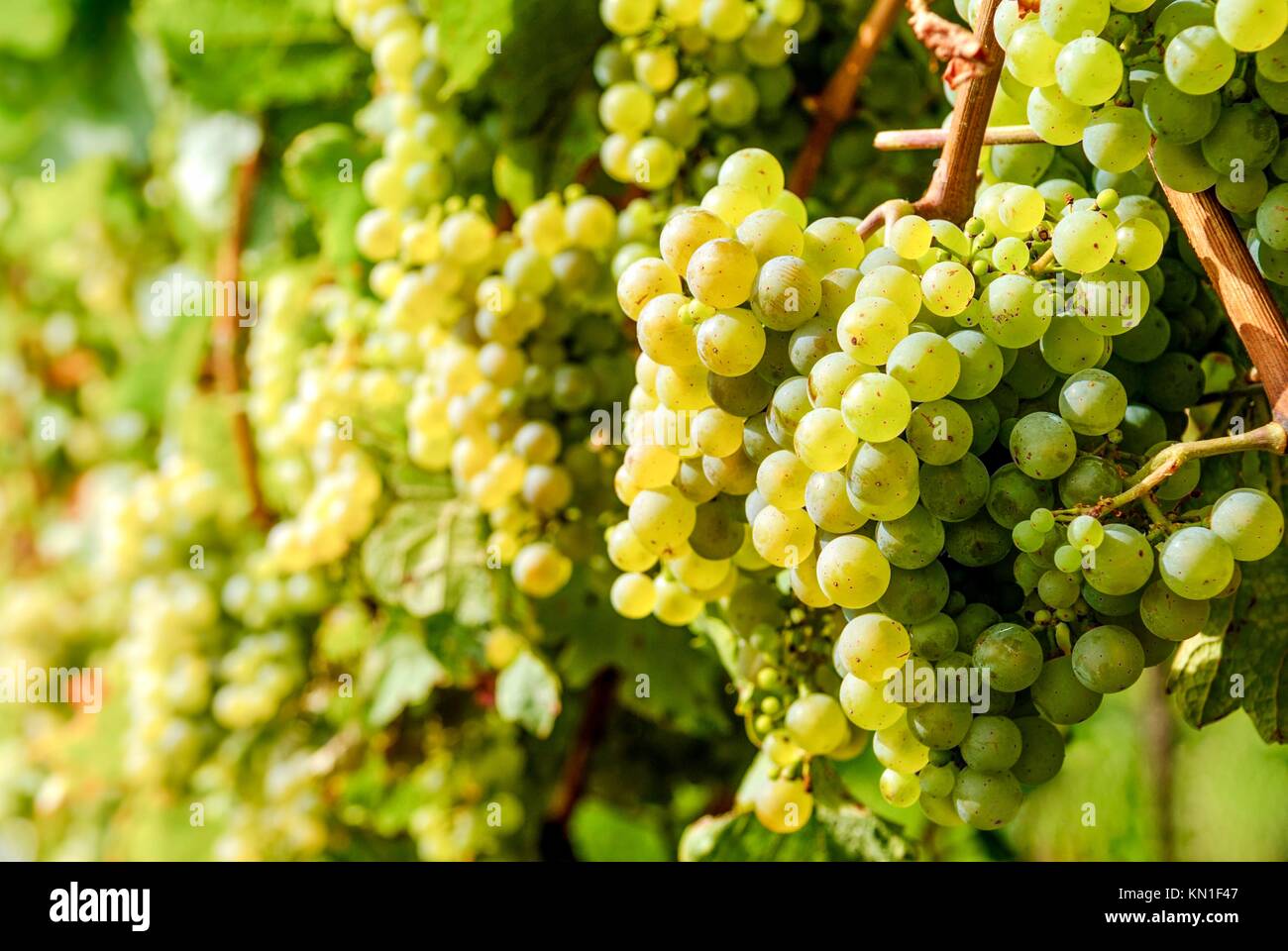 German wine route, palatinate hi-res stock photography and images - Alamy