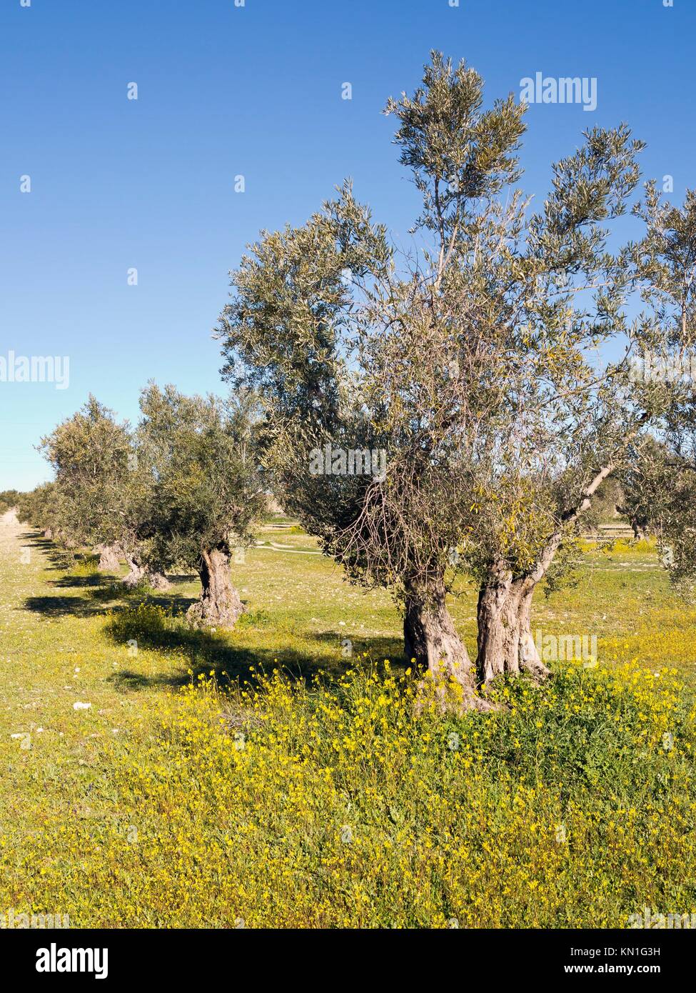 Olive trees in Pinto. Madrid. Spain Stock Photo - Alamy