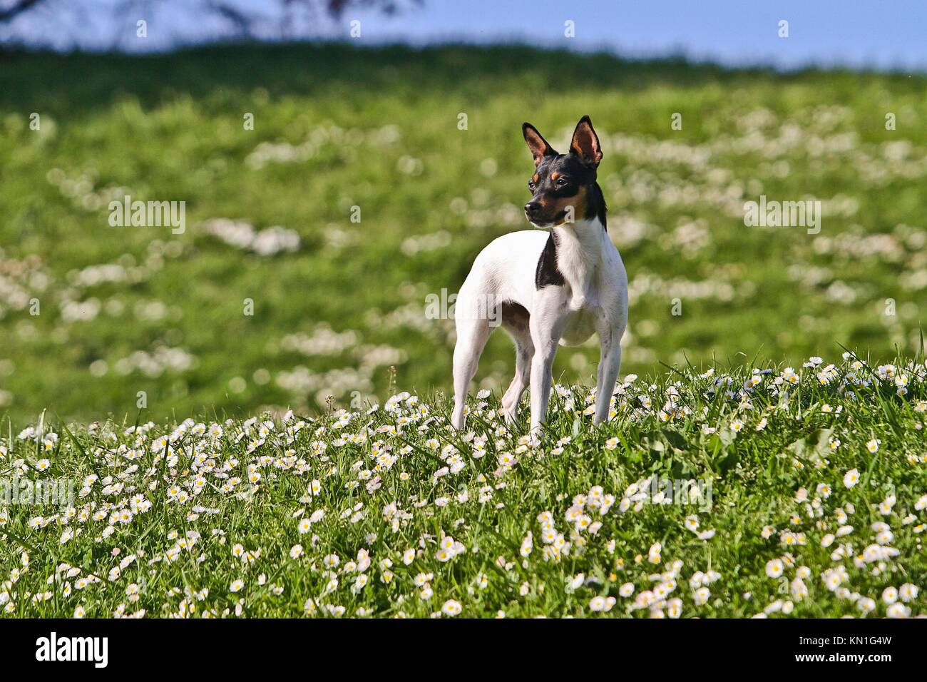 Ratonero bodeguero andaluz hi-res stock photography and images - Alamy