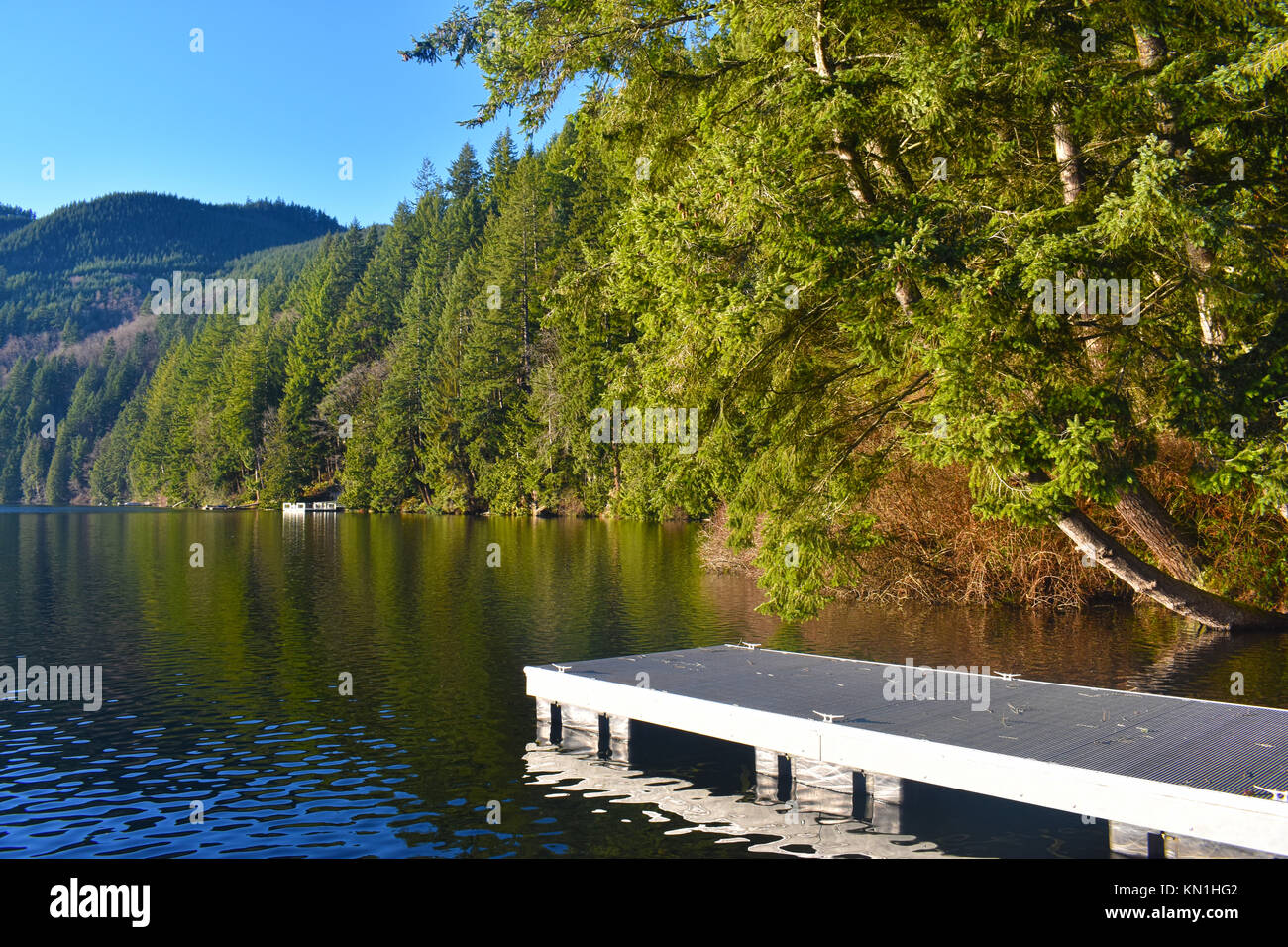 Lake Samish with part of the dock, a beautiful tree and reflection and ...