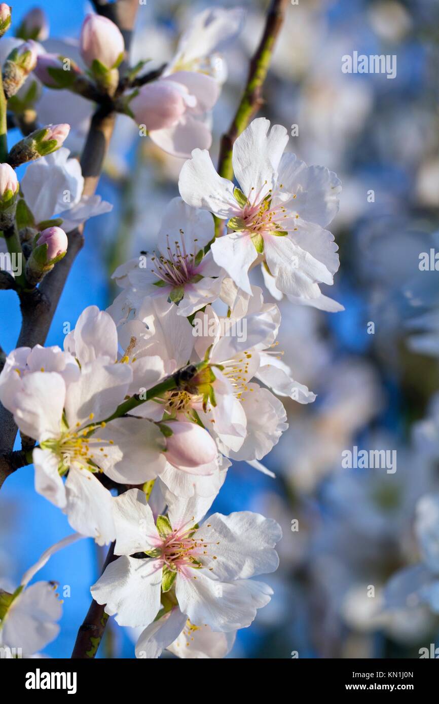 Young almond tree plantation hi-res stock photography and images - Alamy