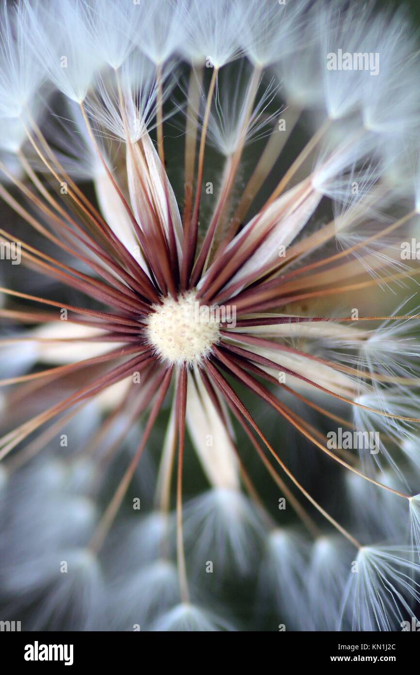 Dandelion structure hi-res stock photography and images - Alamy