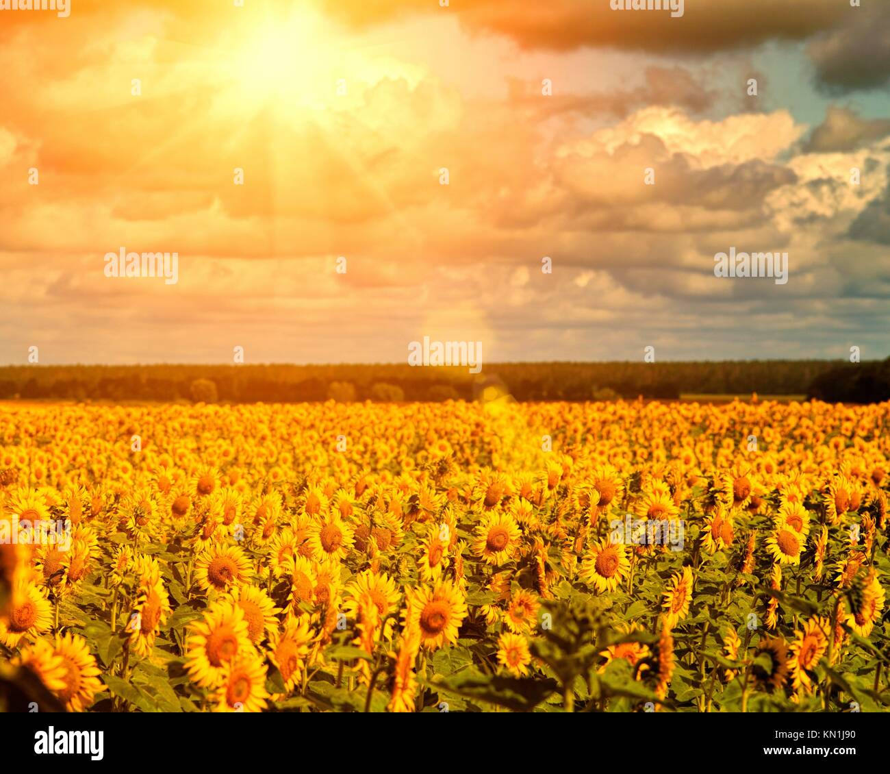 Golden summer sun over the sunflower fields, natural landscape Stock ...