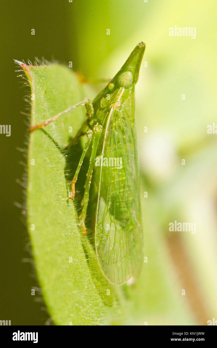 Small Green Planthopper High Resolution Stock Photography and Images ...
