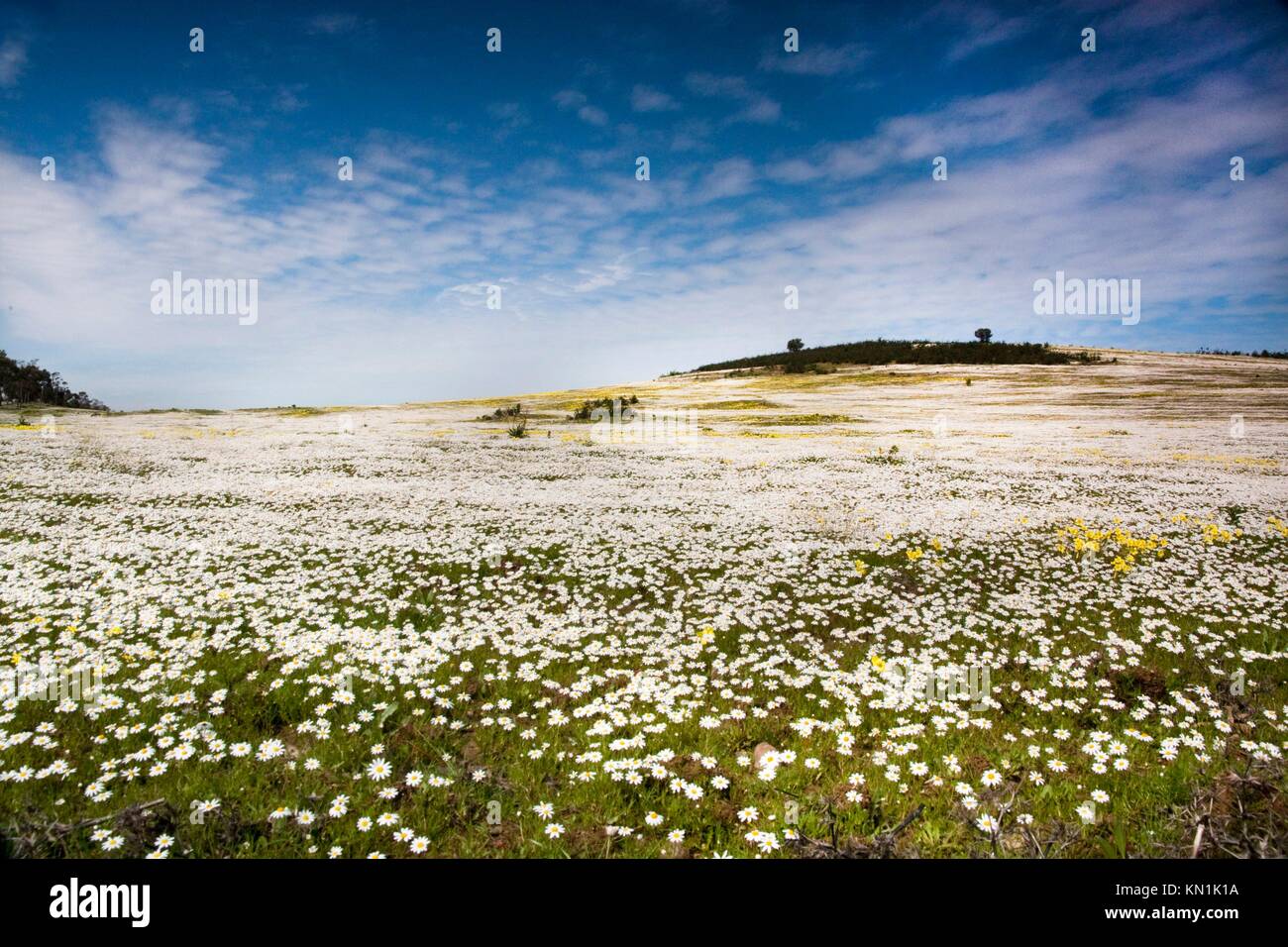 Daisy flower field hi-res stock photography and images - Alamy