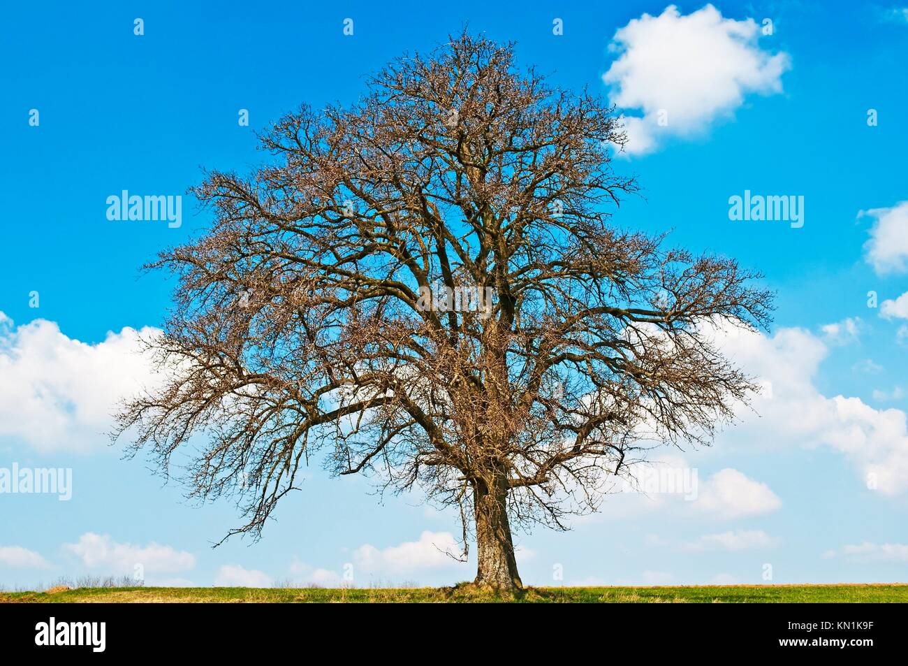 tree in early spring in Germany Stock Photo - Alamy