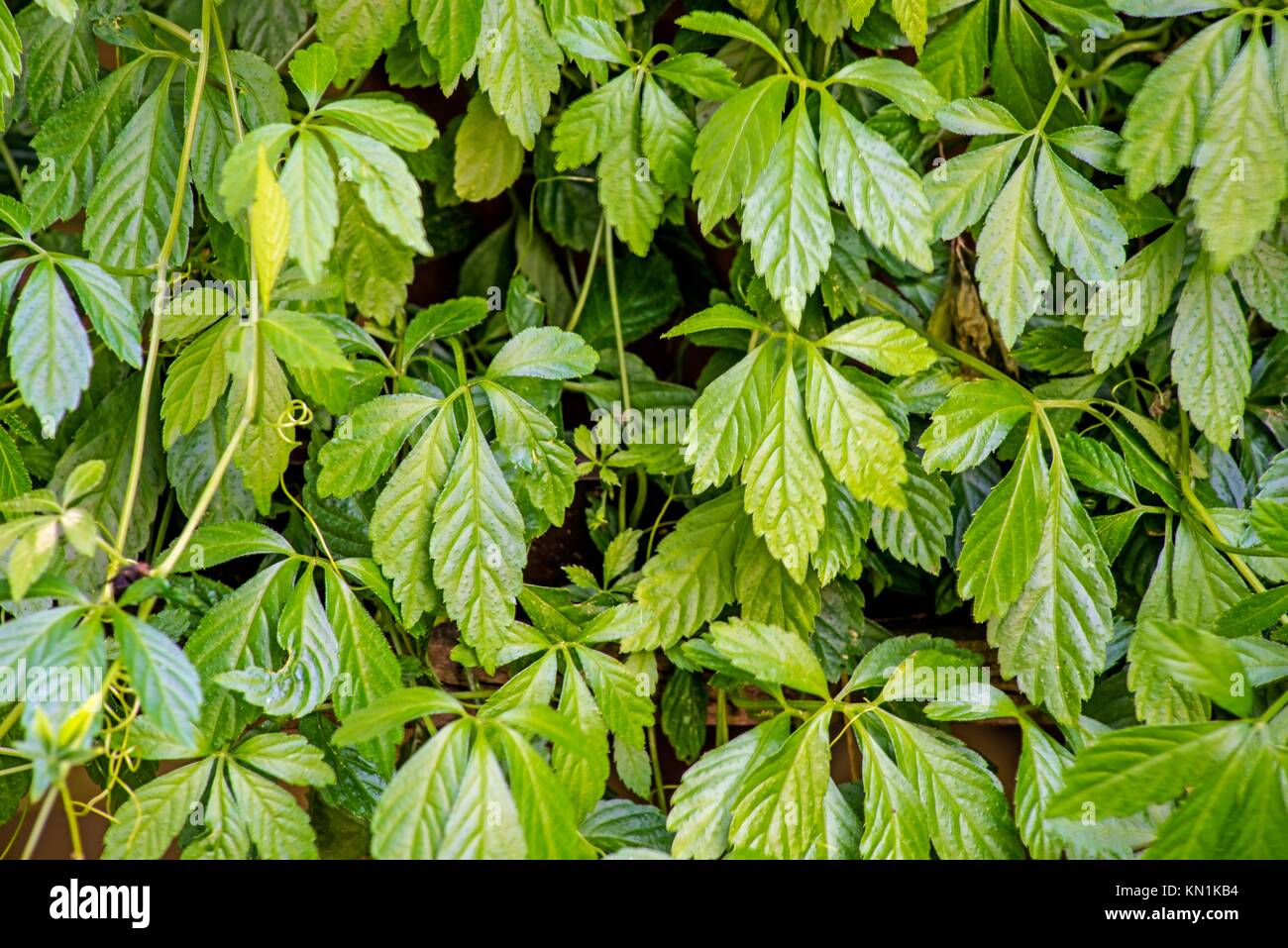 Chinese jiaogulan hi-res stock photography and images - Alamy