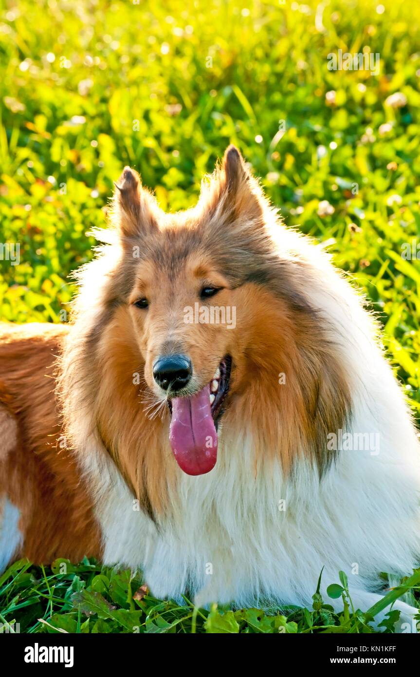 American bred hi-res stock photography and images - Alamy