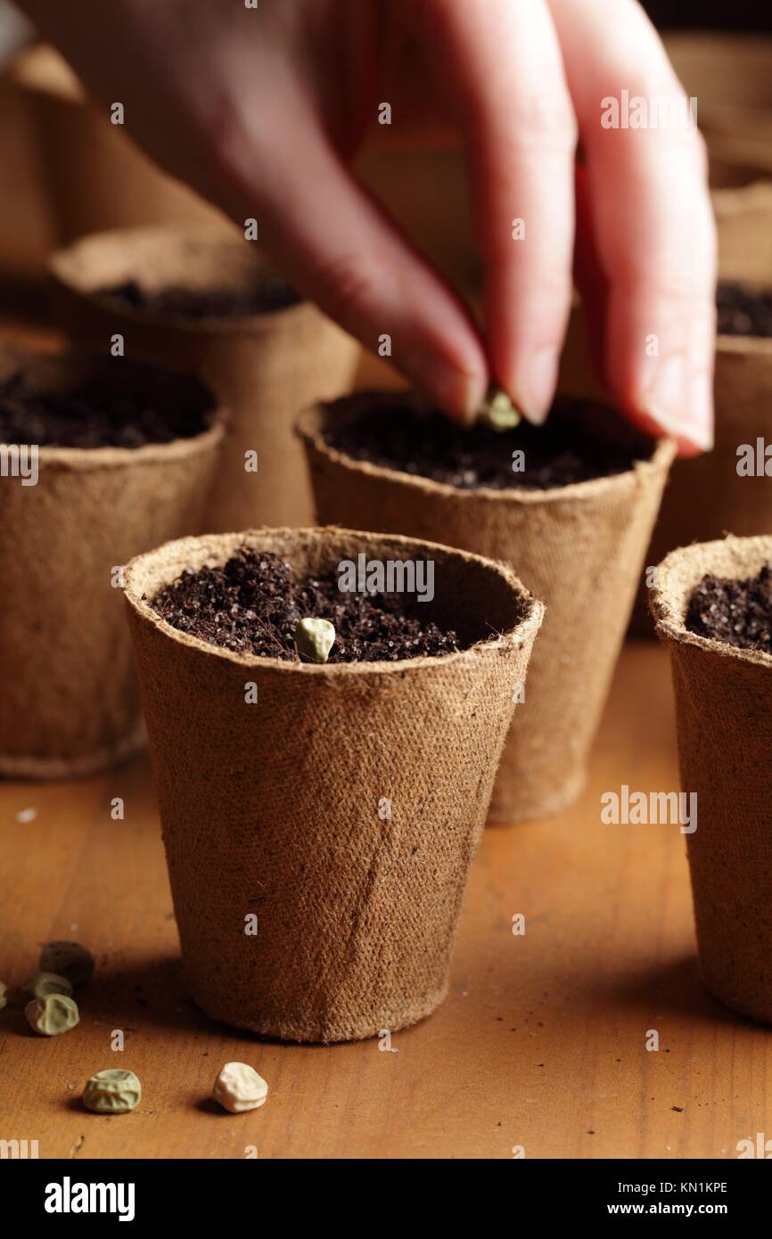 Close-up of seeds, planting pots and hand with seed Stock Photo - Alamy