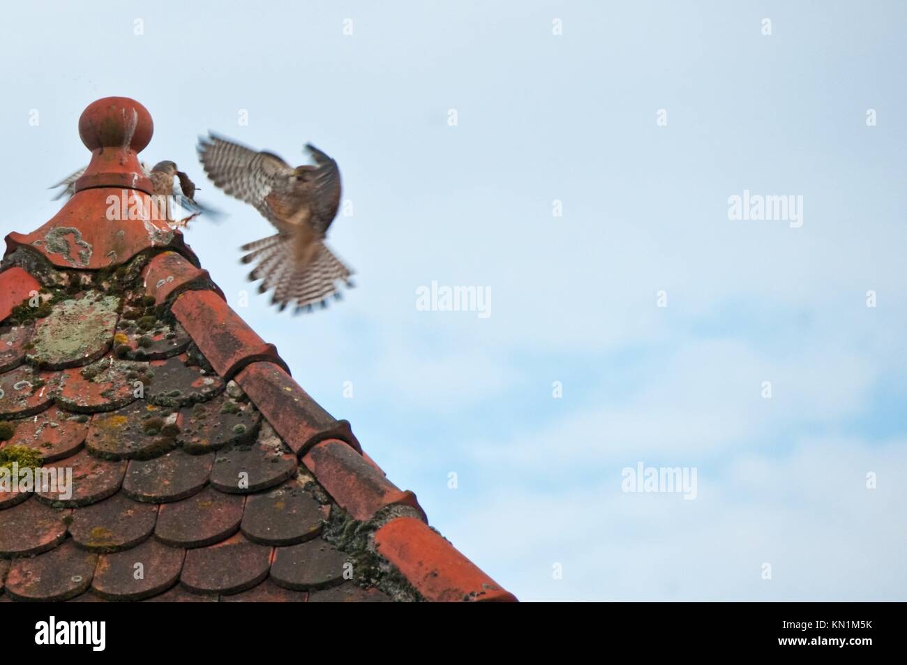 Fighting hawk hi-res stock photography and images - Alamy