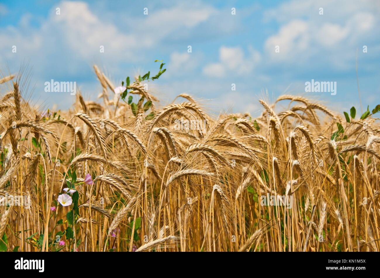 Field barley hi-res stock photography and images - Alamy