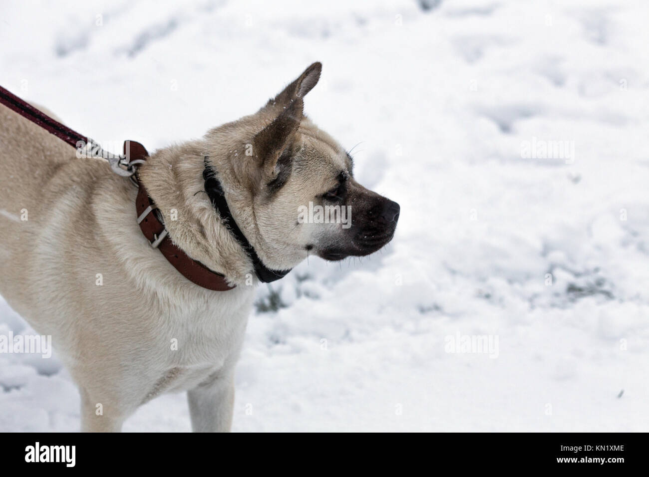Birmingham, UK. 10th Dec, 2017. Snow, Birmingham, Sheldon Country Park ...