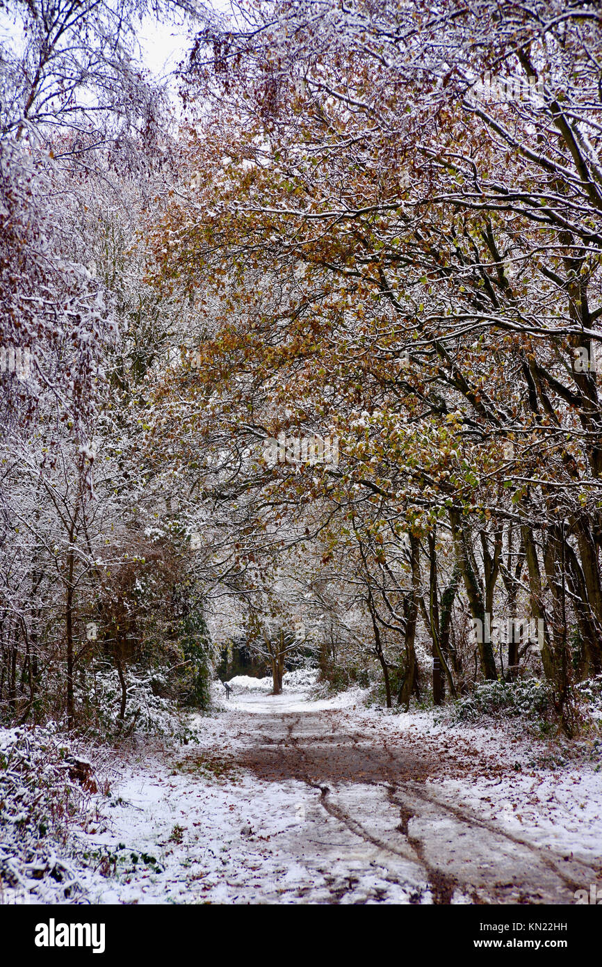 UK Weather: Snow at Long Strops woods in Kesgrave, Suffolk Stock Photo ...