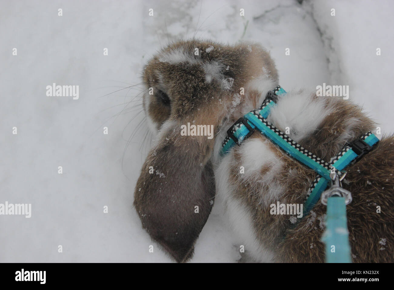 Boy girl playing pet rabbit hi-res stock photography and images - Alamy