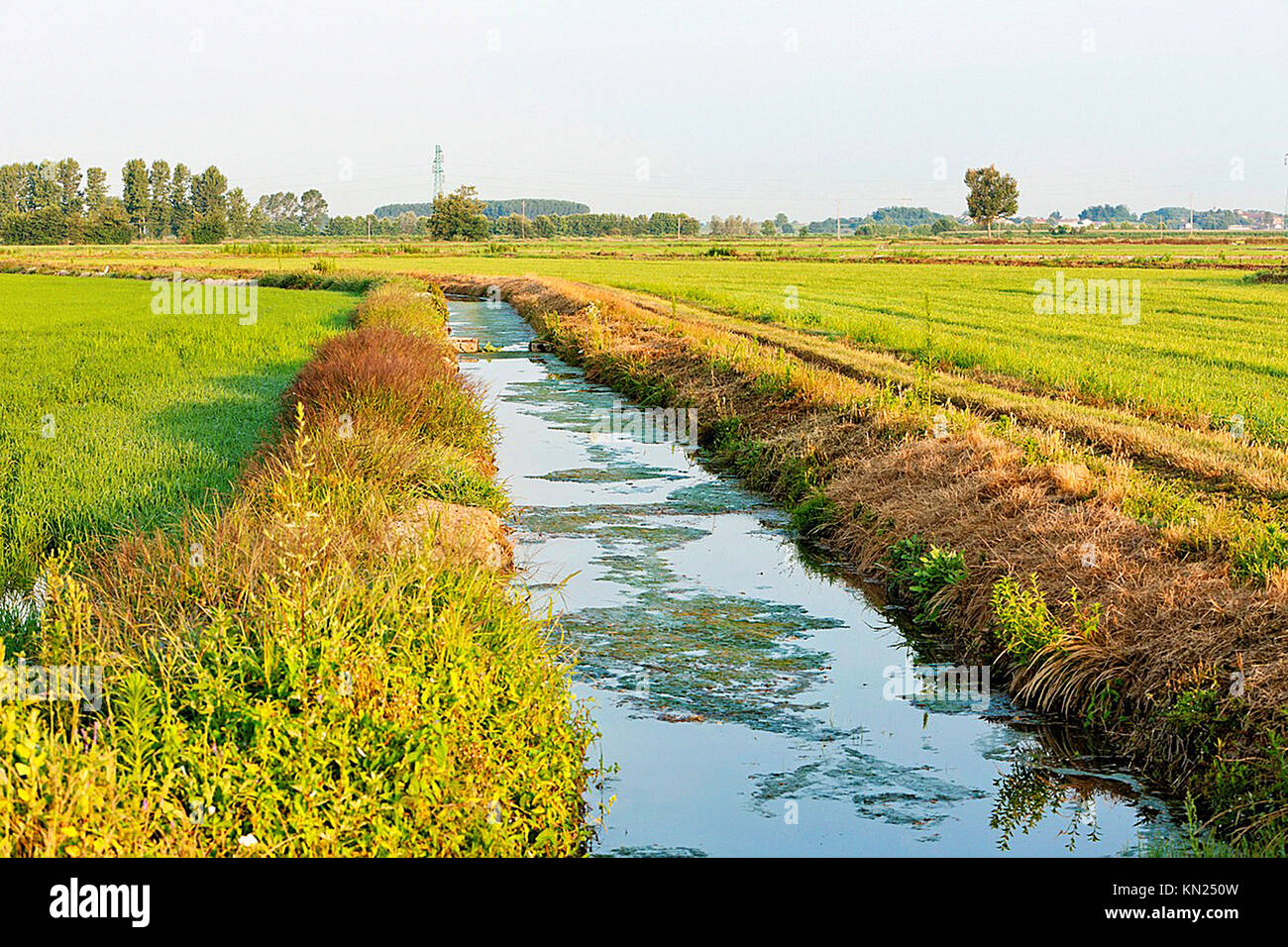 rice fields near Tornaco, Piedmont, Italy Stock Photo - Alamy