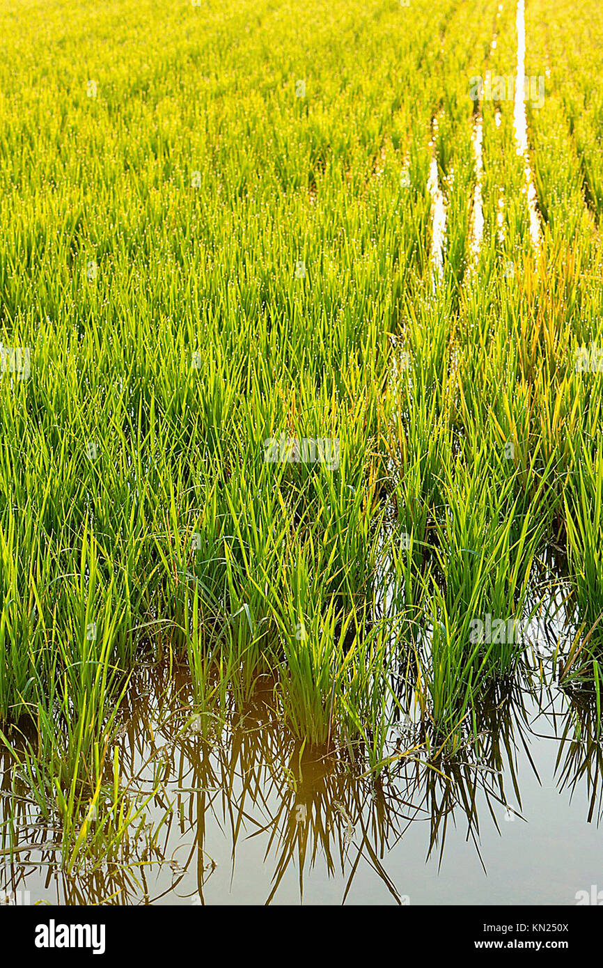 rice field near Tornaco, Piedmont, Italy Stock Photo - Alamy
