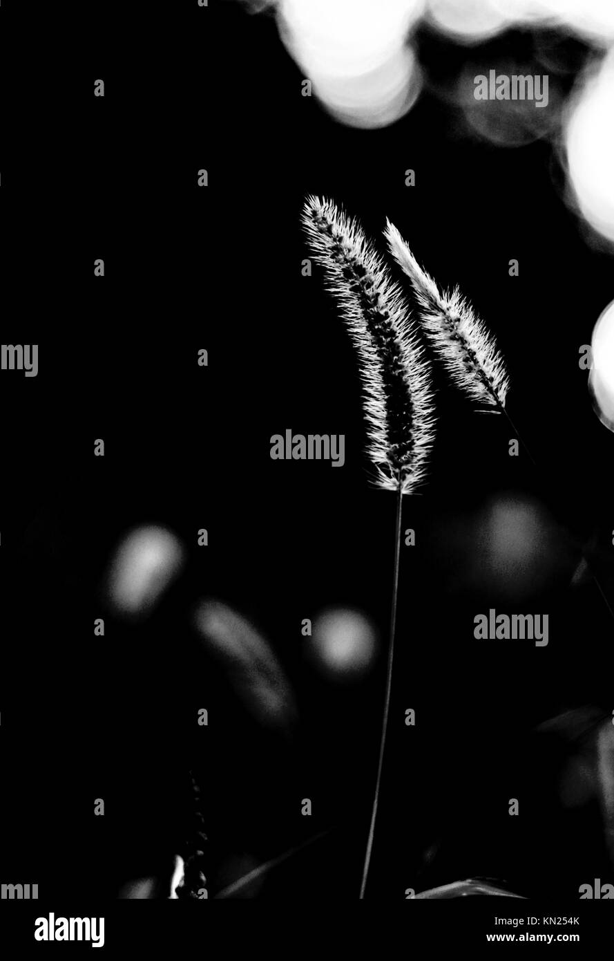 Close borders Black and White Stock Photos & Images - Alamy