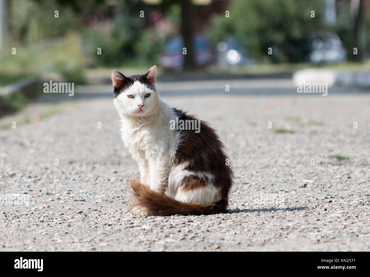 wild street cat Stock Photo - Alamy