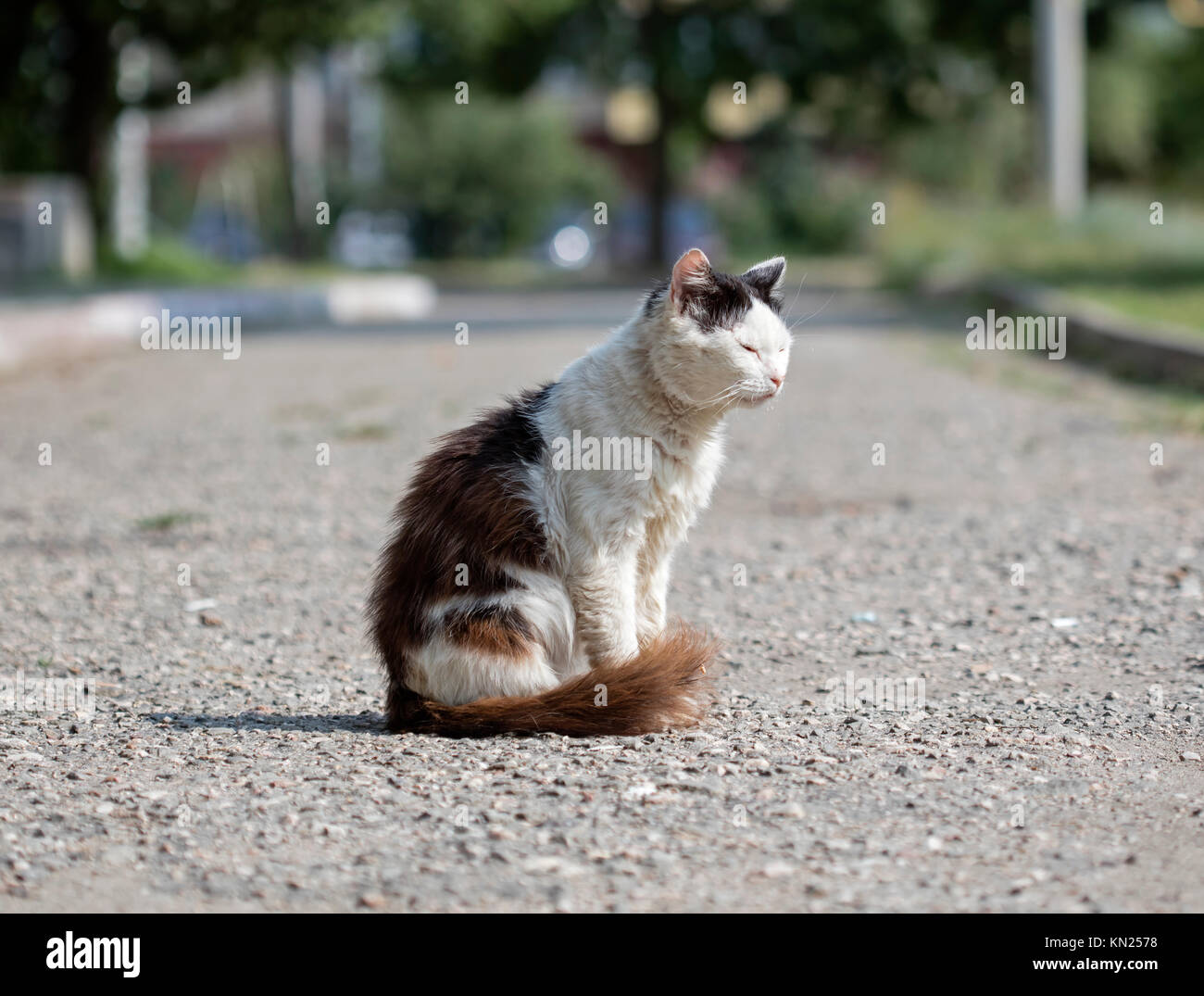 wild street cat Stock Photo - Alamy