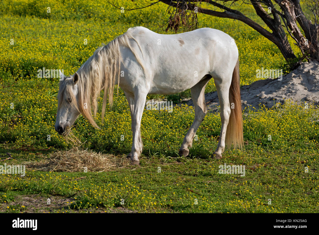 Carolina coast wild ponies hi-res stock photography and images - Alamy
