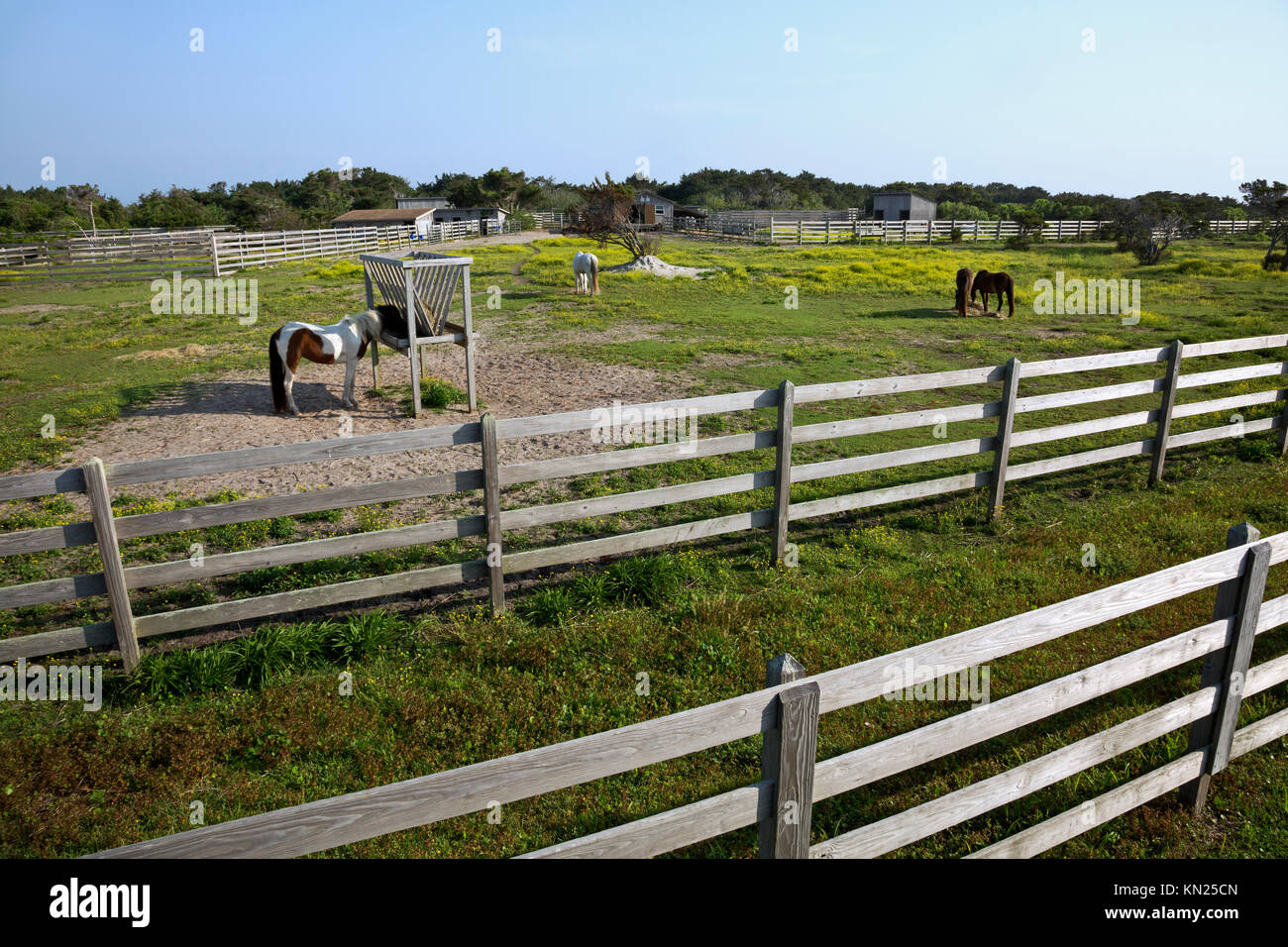NC01048-00...NORTH CAROLINA - A Banker Horses grazing on hay in a field ...