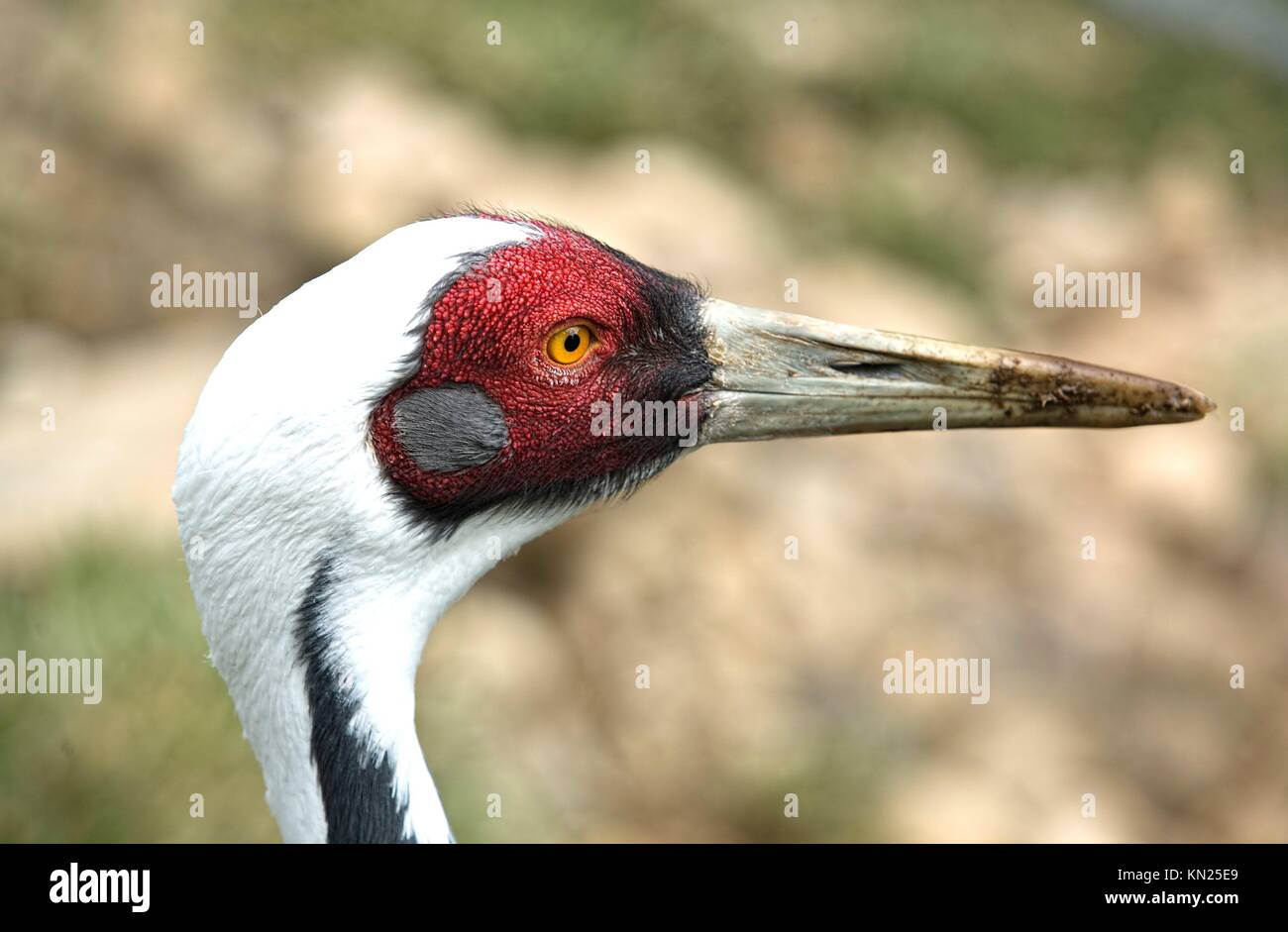 Black and white crane hi-res stock photography and images - Alamy