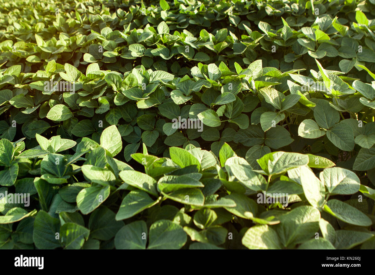 Healthy Soybean Field background Stock Photo - Alamy