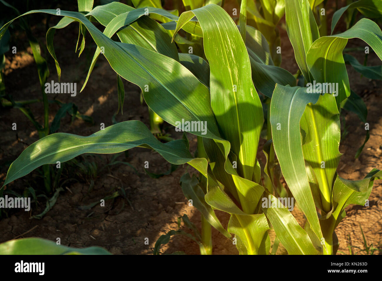 Close Up corn on the stalk in the cornfield Stock Photo - Alamy