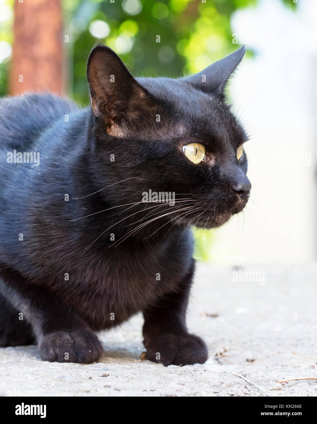 wild street cat Stock Photo - Alamy