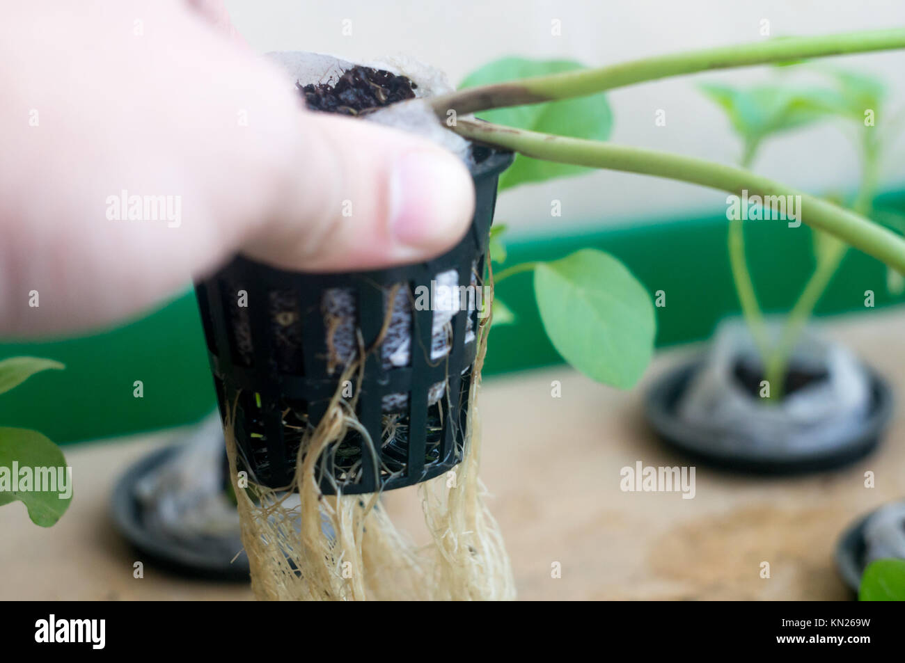 Hydroponics roots hi-res stock photography and images - Alamy