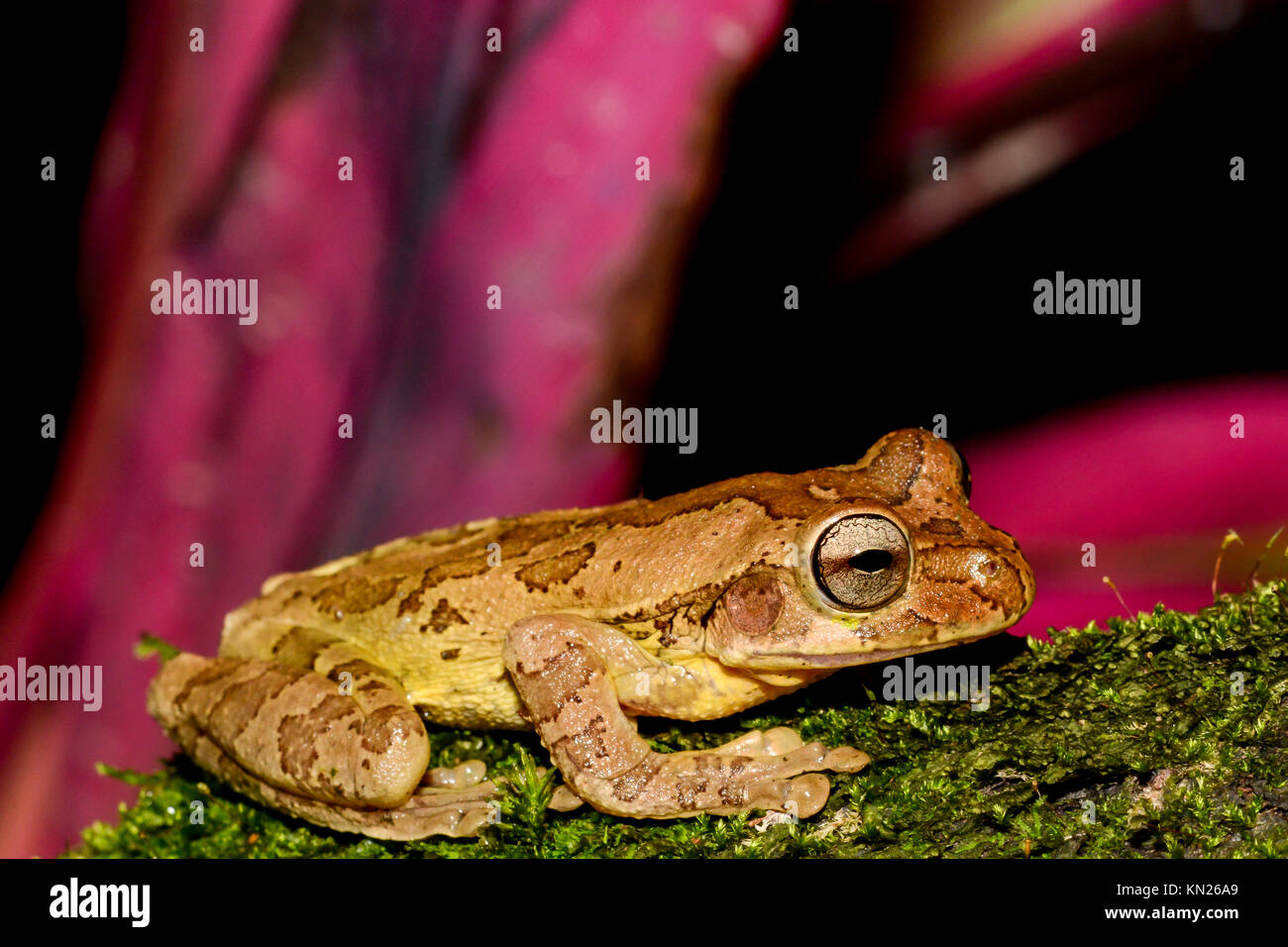 Common Mexican Tree Frog Stock Photo - Alamy