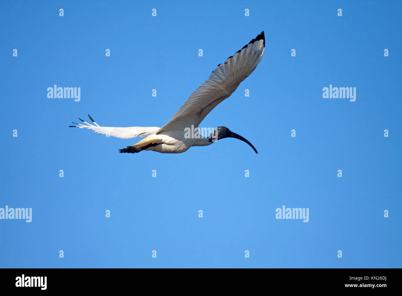 Australian white ibis hi-res stock photography and images - Alamy