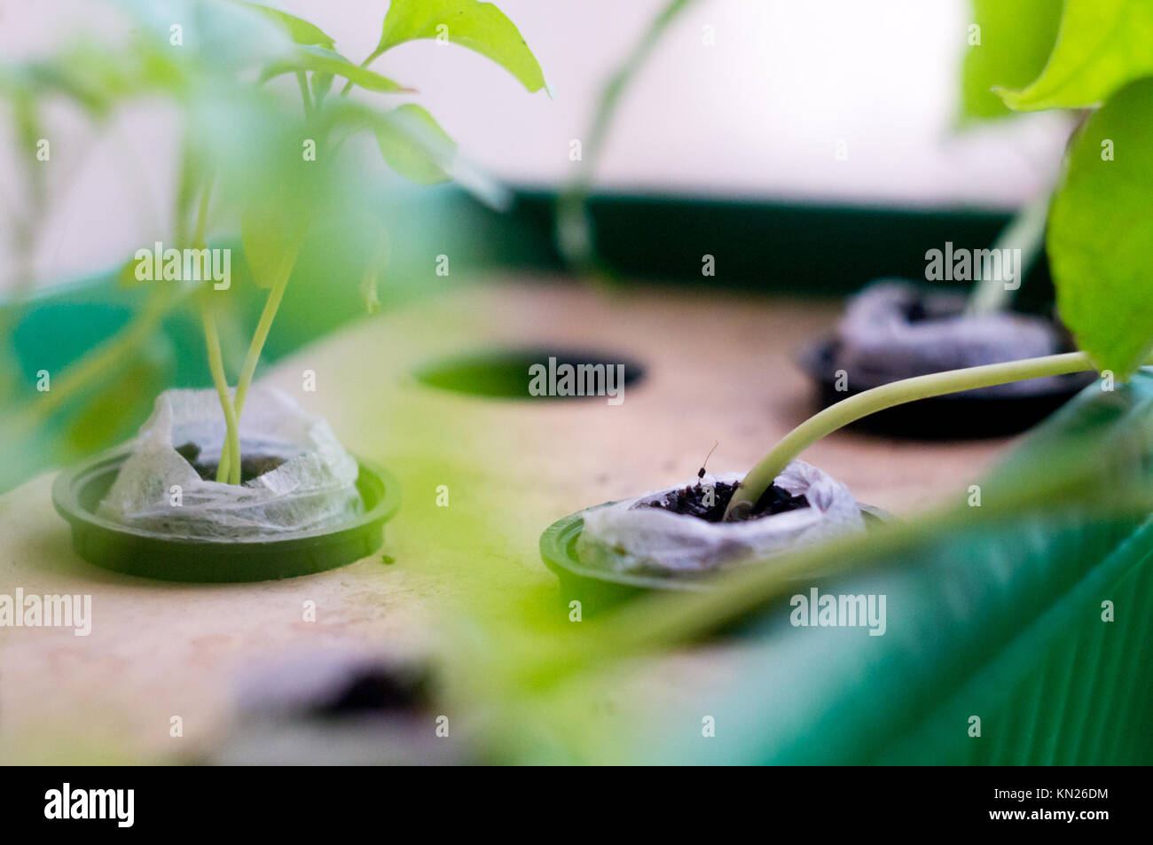 Hydroponically grown plants Stock Photo - Alamy