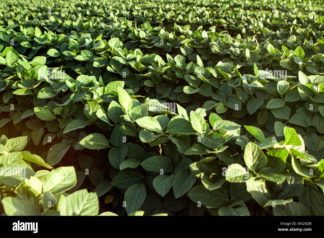 Soybean Field Background