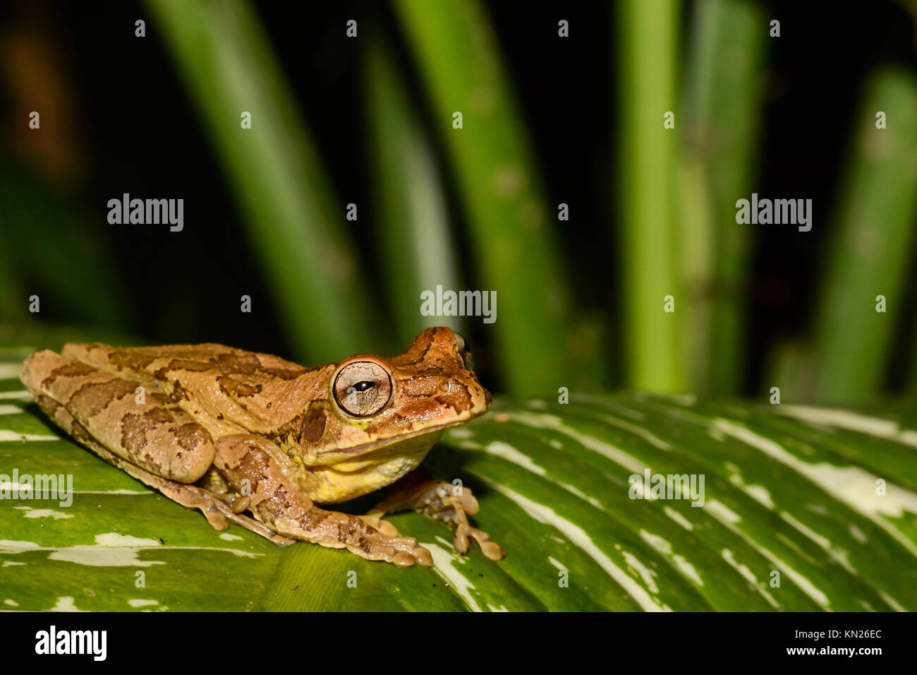 Common Mexican Tree Frog Stock Photo - Alamy