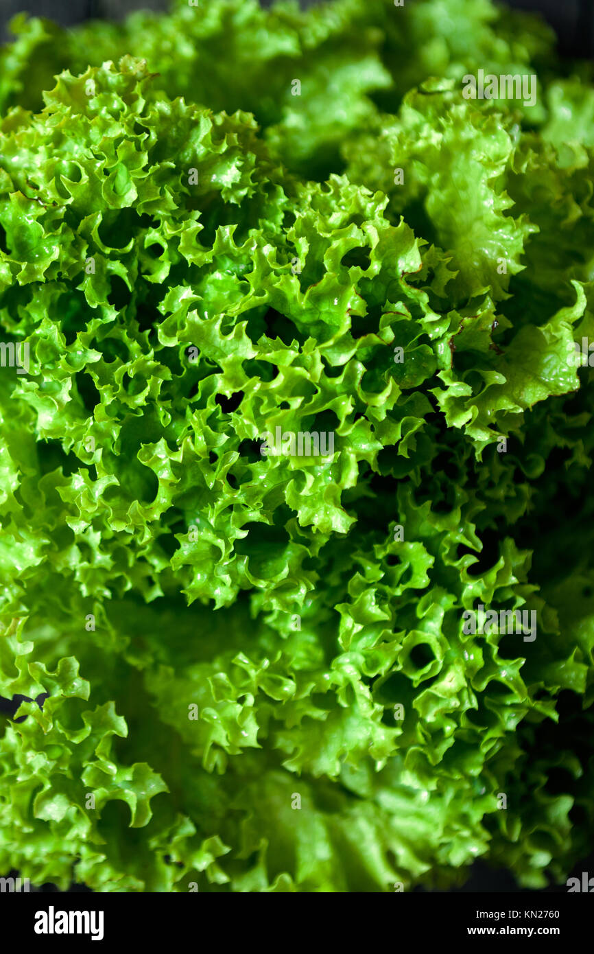 fresh lettuce green leaves close- up Stock Photo - Alamy