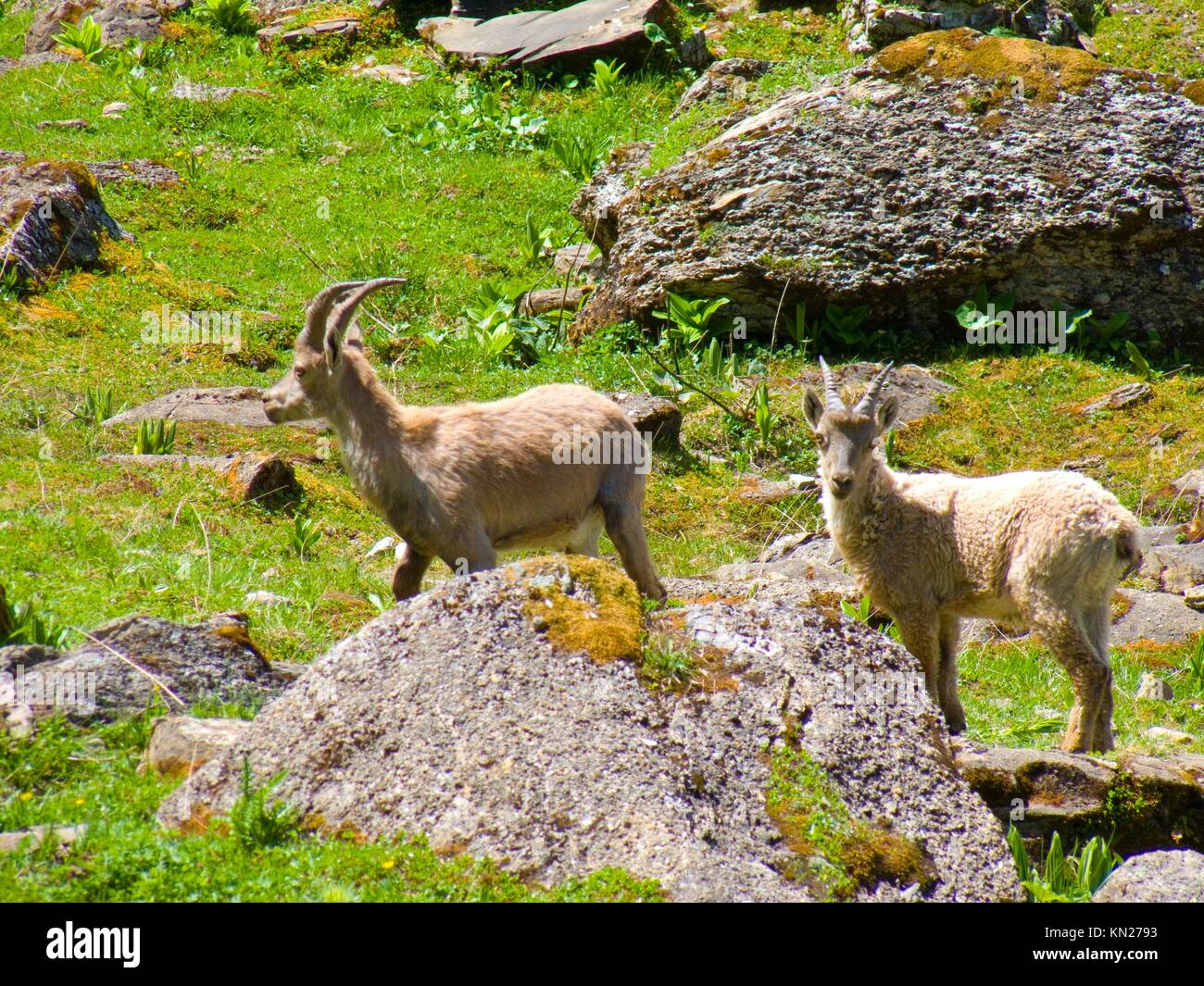 Ibex, Lake lioson, canton de vaud, Switzerland Stock Photo - Alamy