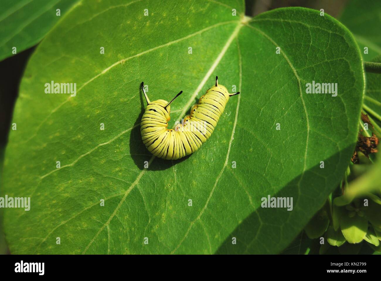 Caterpillar of india hi-res stock photography and images - Alamy