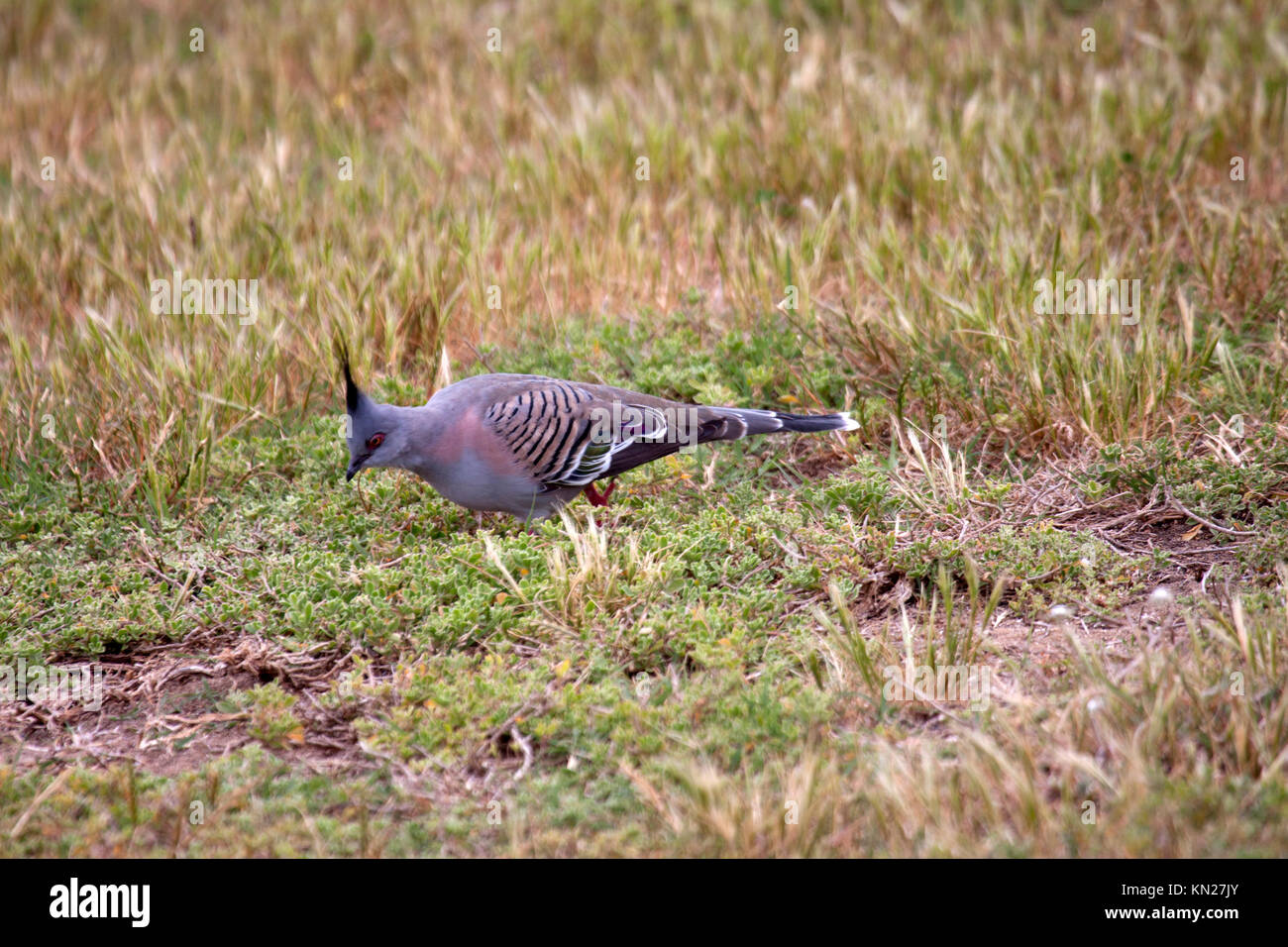 Crested pigeon foraging in grassland in Victoria Australia Stock Photo ...