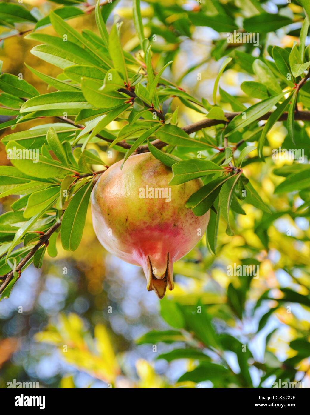 Kashmir gulmarg spring hi-res stock photography and images - Alamy