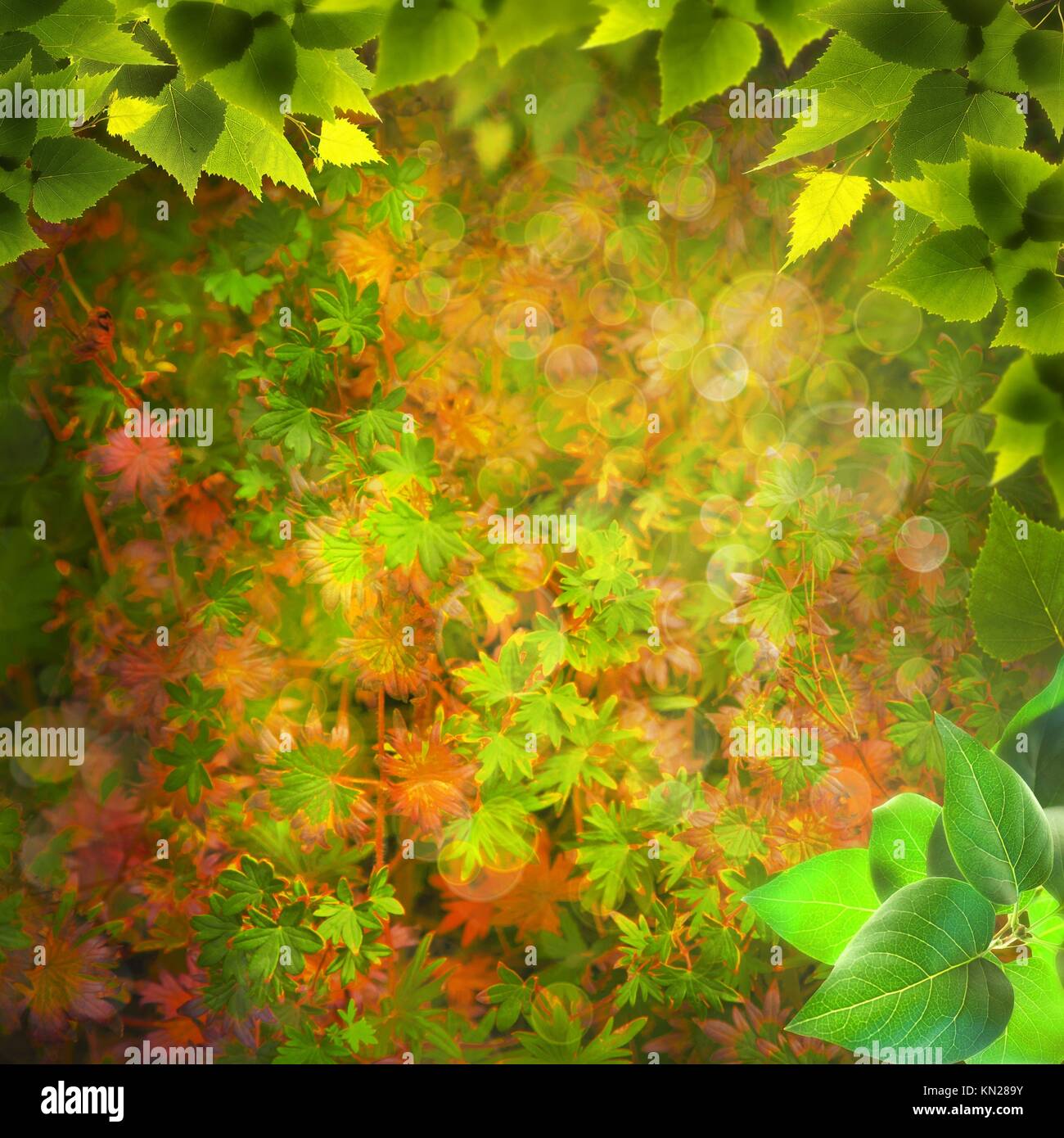 Abstract forest art hi-res stock photography and images - Alamy