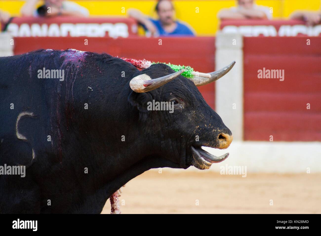 Bull show hi-res stock photography and images - Alamy
