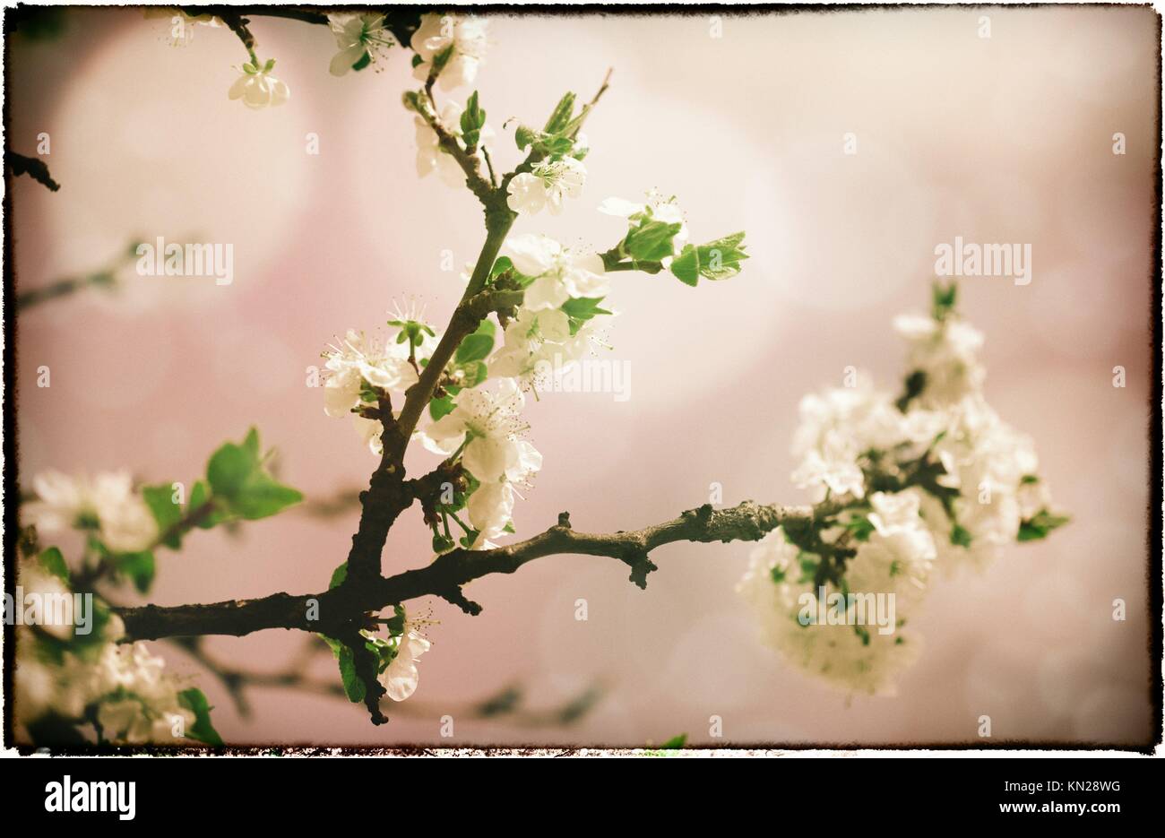 Sakura flowers Abstract asian grungy backgrounds for your design Stock ...