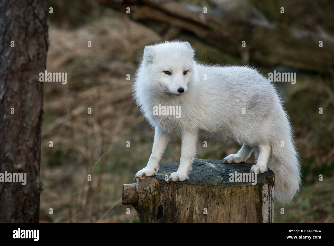 Brown fox camouflage hi-res stock photography and images - Alamy